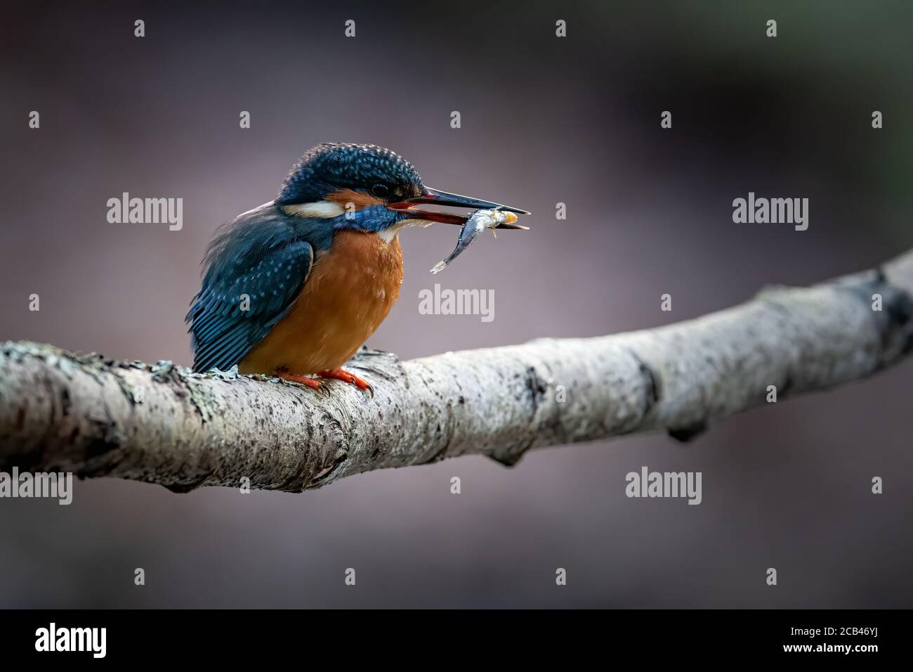 Kingfisher with a Stickleback fish in its beak, Hampshire, UK Stock ...