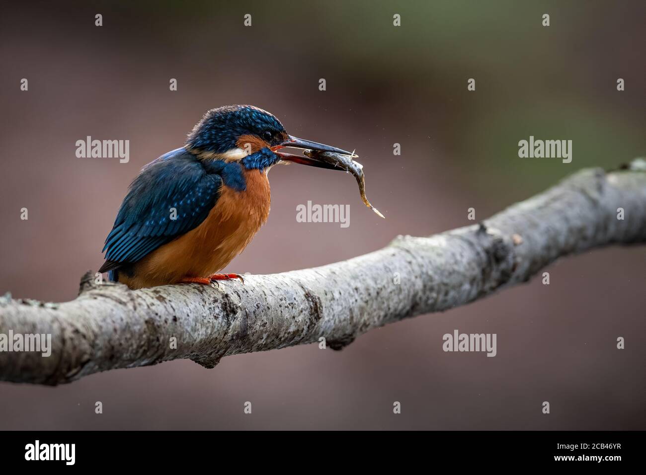 Kingfisher with a Stickleback fish in its beak, Hampshire, UK Stock ...