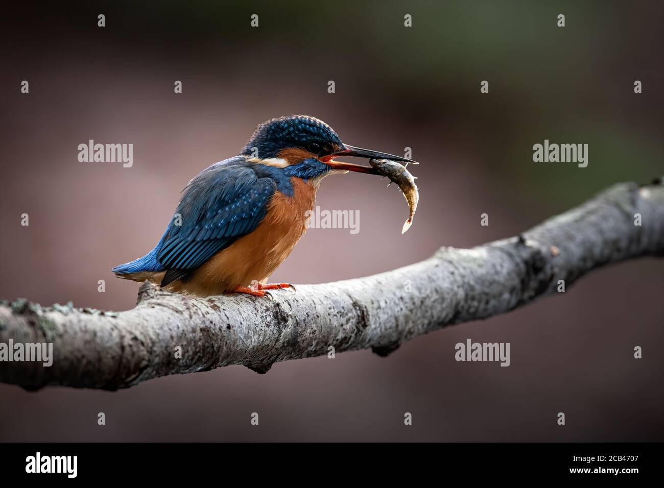 Kingfisher with a Stickleback fish in its beak, Hampshire, UK Stock ...