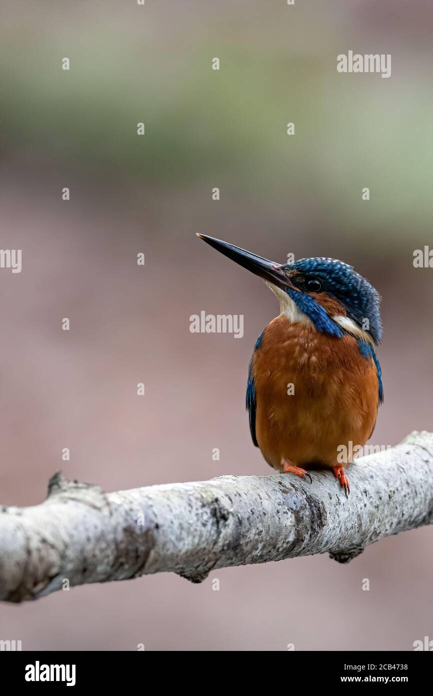 Kingfisher front side view on branch looking upwards, Hampshire, UK ...