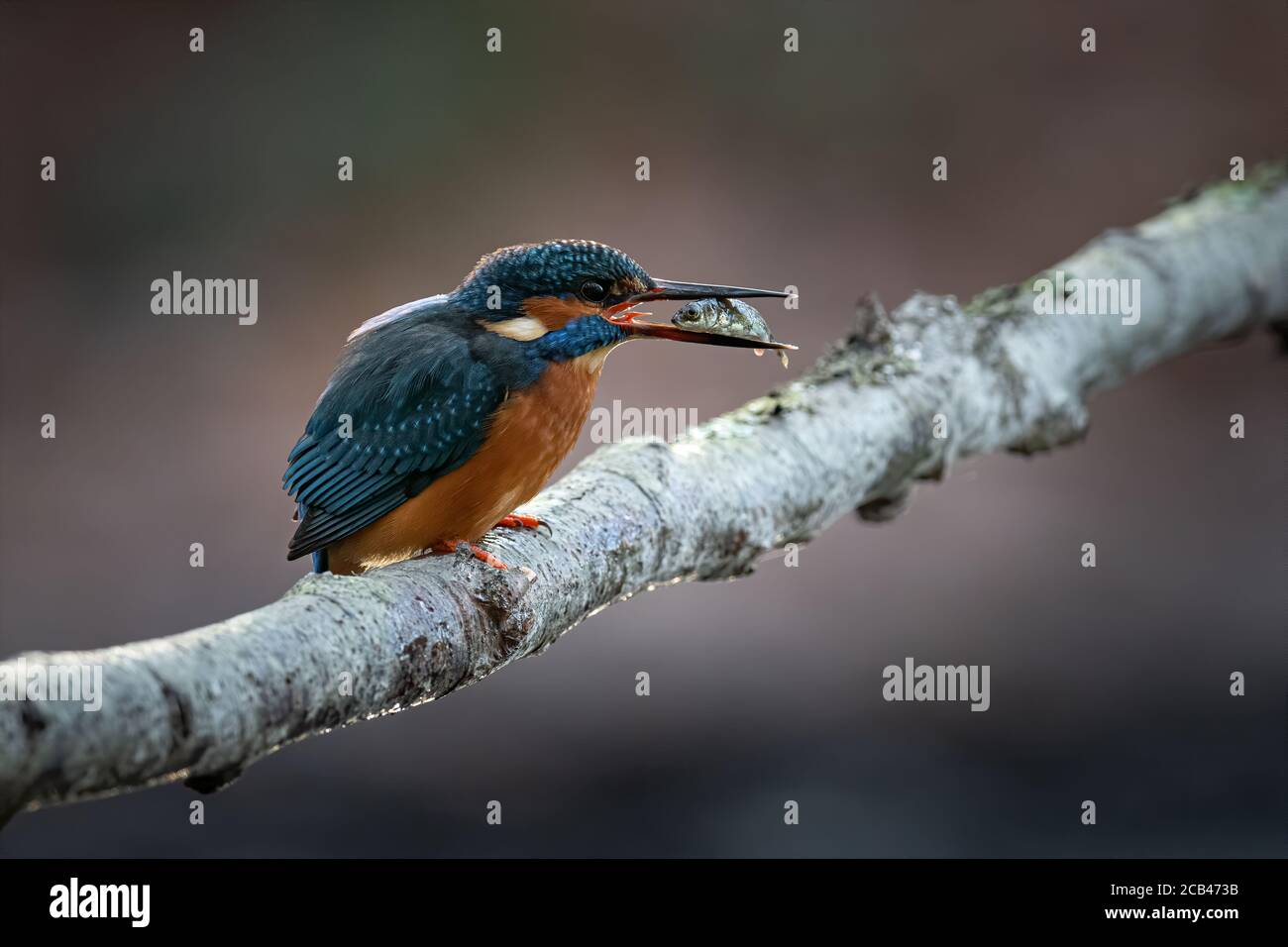 Kingfisher with a Stickleback fish in its beak, Hampshire, UK Stock ...