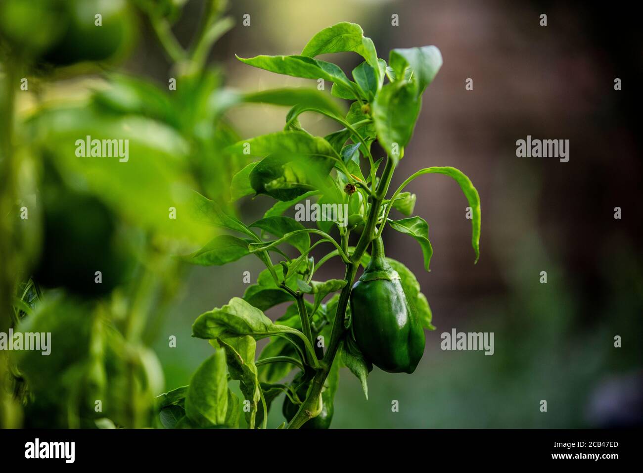 Various farm animals such as pigs, horses, and cows on a farm in Texas ...