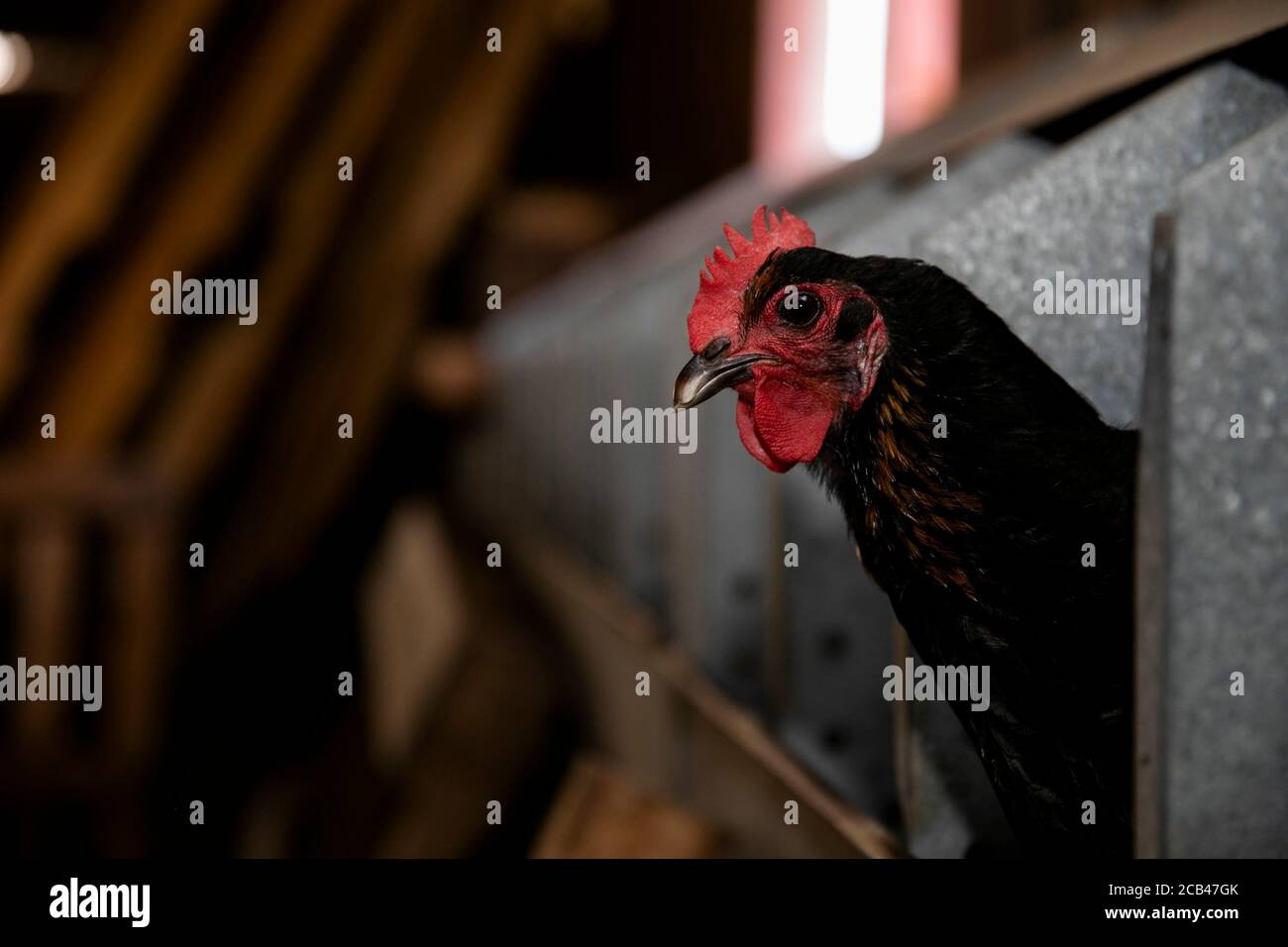 Various farm animals such as pigs, horses, and cows on a farm in Texas ...