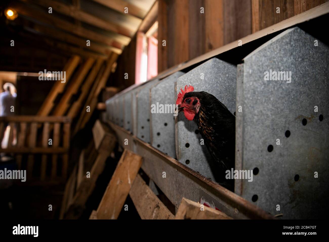 Various farm animals such as pigs, horses, and cows on a farm in Texas ...