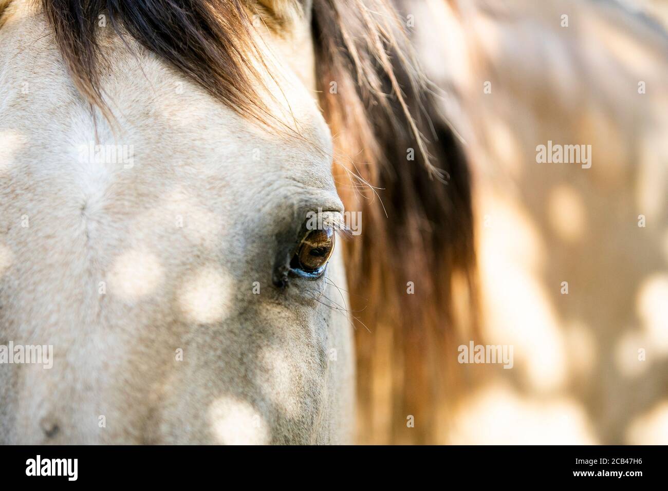 Various farm animals such as pigs, horses, and cows on a farm in Texas ...