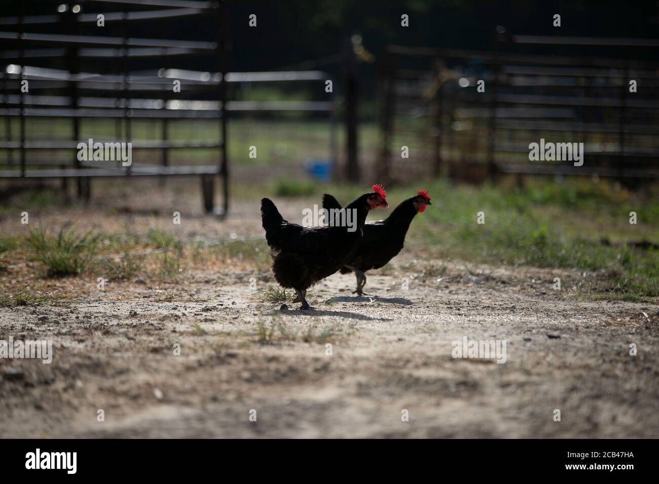 Various farm animals such as pigs, horses, and cows on a farm in Texas ...