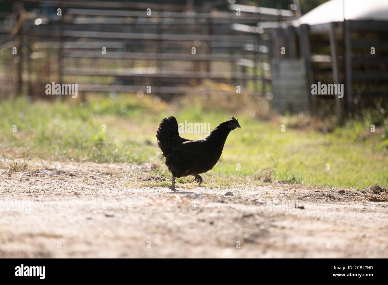 Various farm animals such as pigs, horses, and cows on a farm in Texas ...
