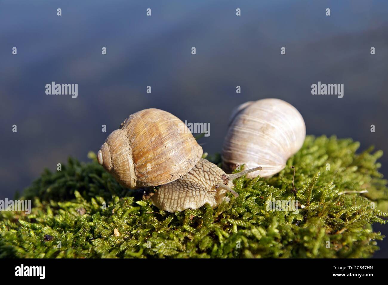 Closeup shot of Lymnaea stagnation tree leaves Stock Photo - Alamy