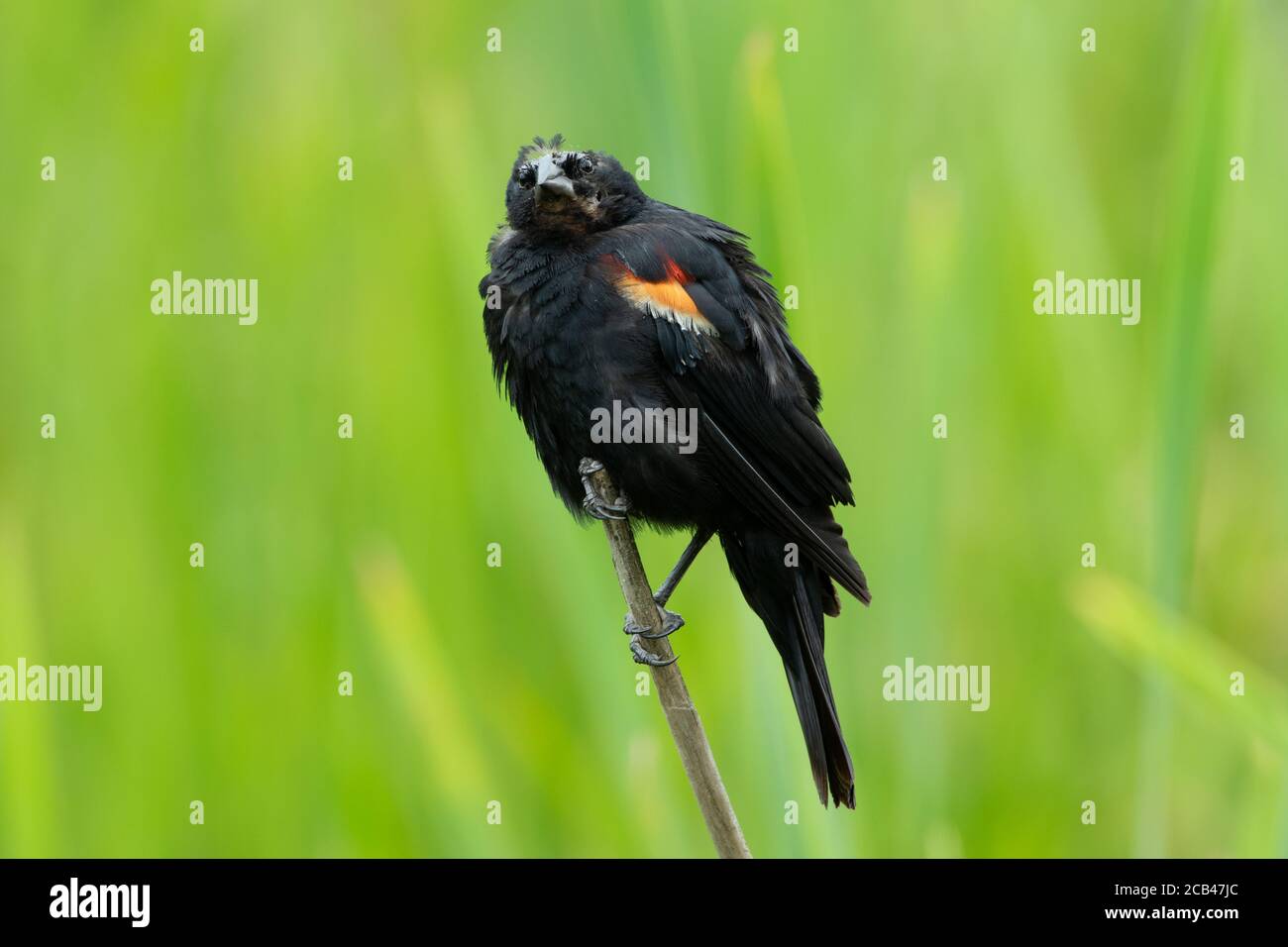 Featherless Birds High Resolution Stock Photography and Images - Alamy