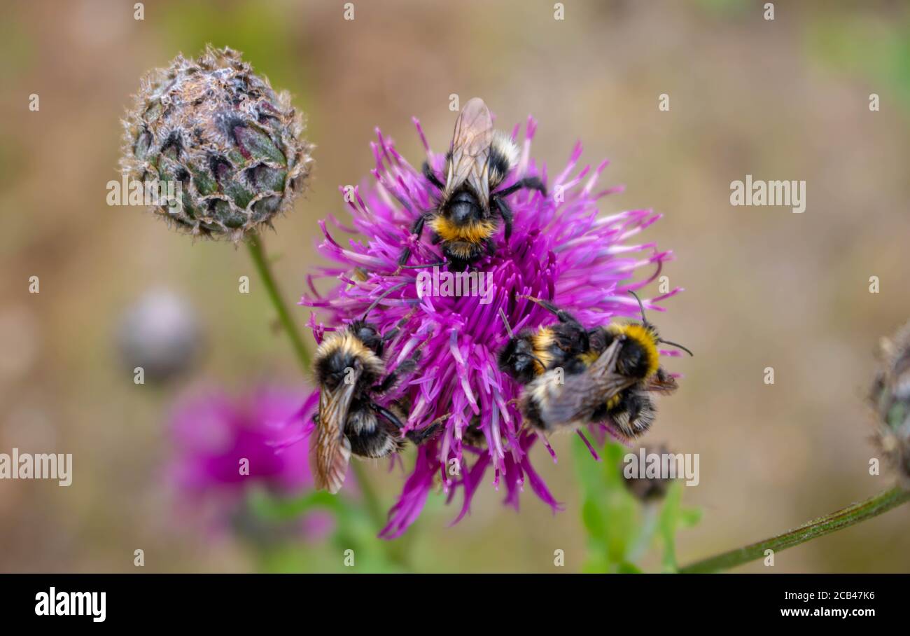 Bumble Bee Pollinating Flower Close High Resolution Stock Photography ...