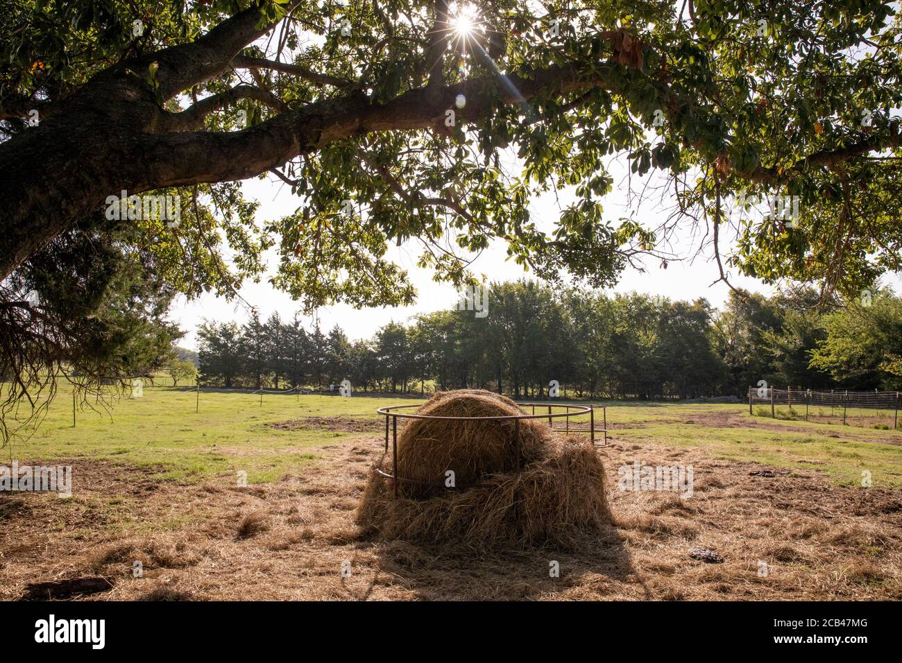 Various farm animals such as pigs, horses, and cows on a farm in Texas ...