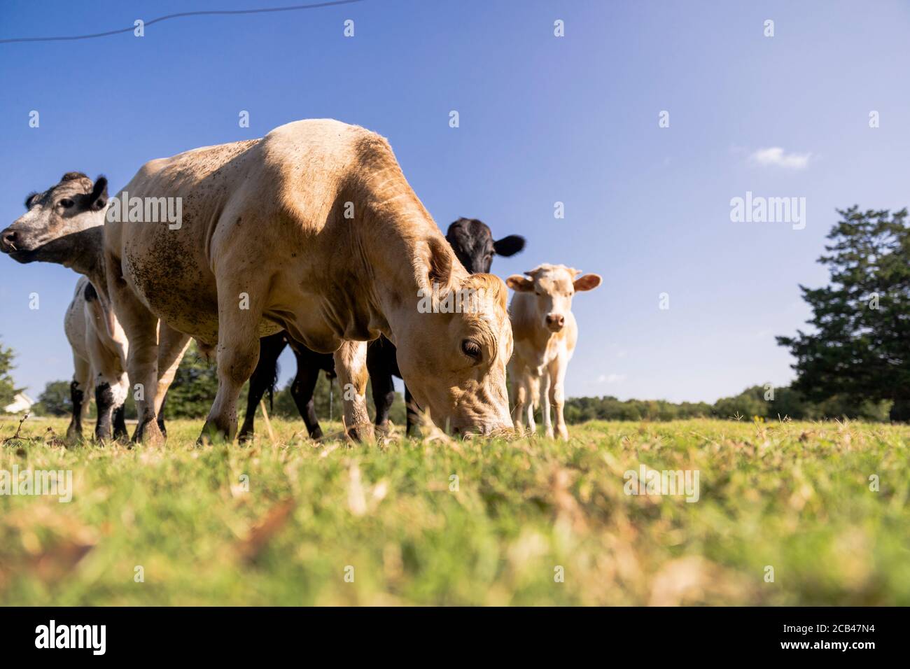 Various farm animals such as pigs, horses, and cows on a farm in Texas ...