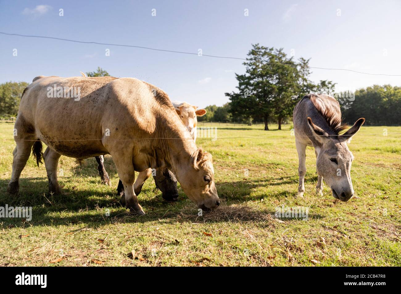 Various farm animals such as pigs, horses, and cows on a farm in Texas ...