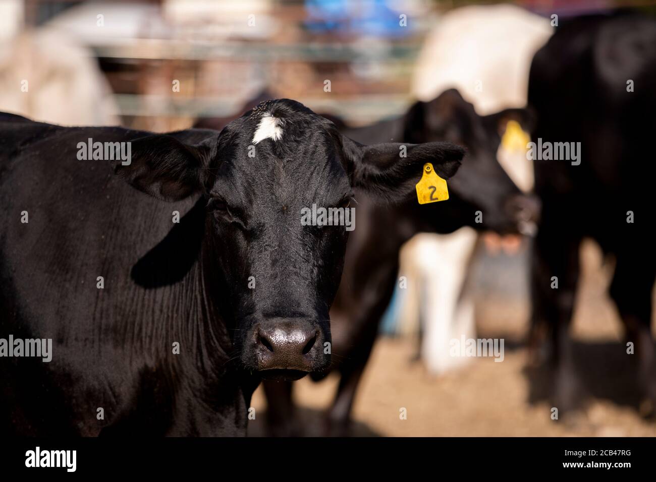 Various farm animals such as pigs, horses, and cows on a farm in Texas ...