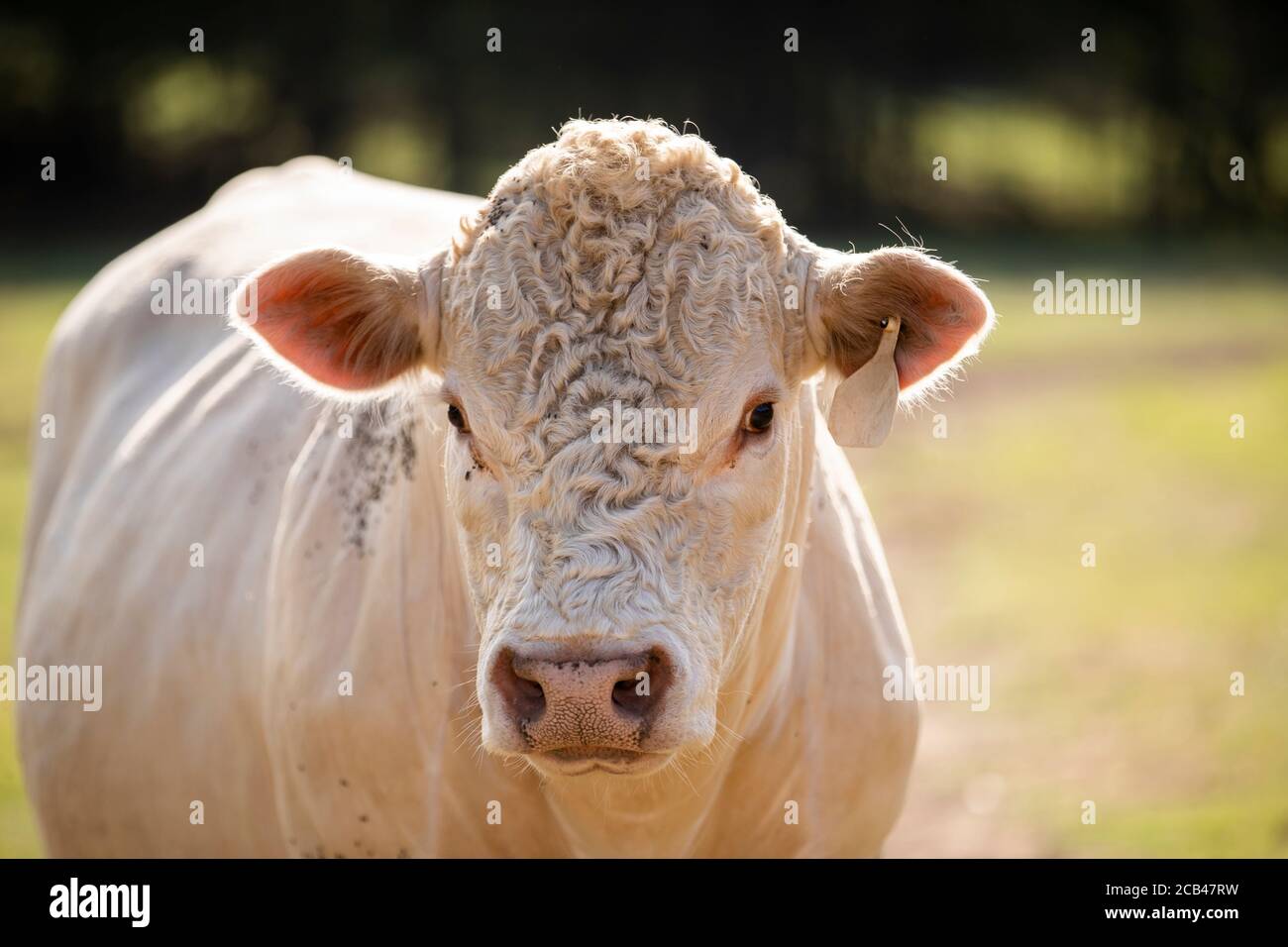 Various farm animals such as pigs, horses, and cows on a farm in Texas ...