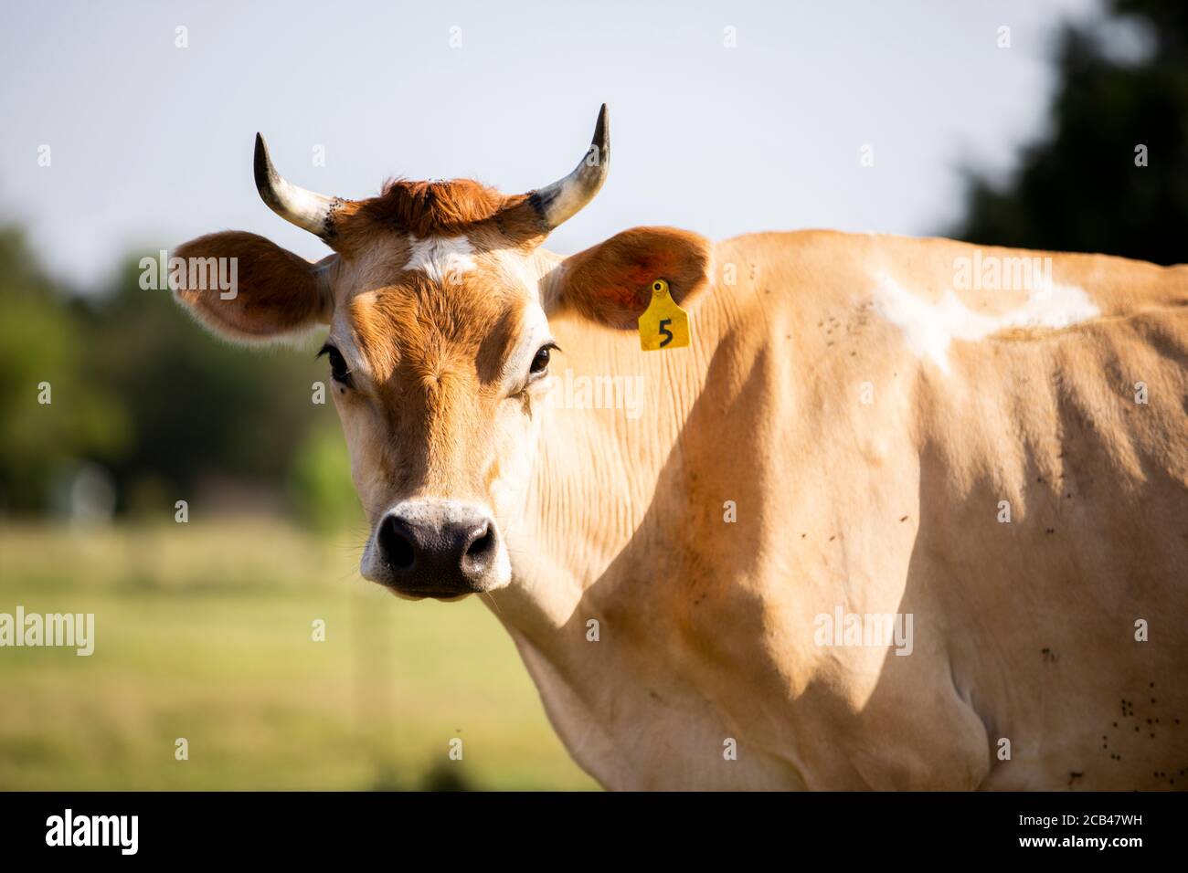 Various farm animals such as pigs, horses, and cows on a farm in Texas ...