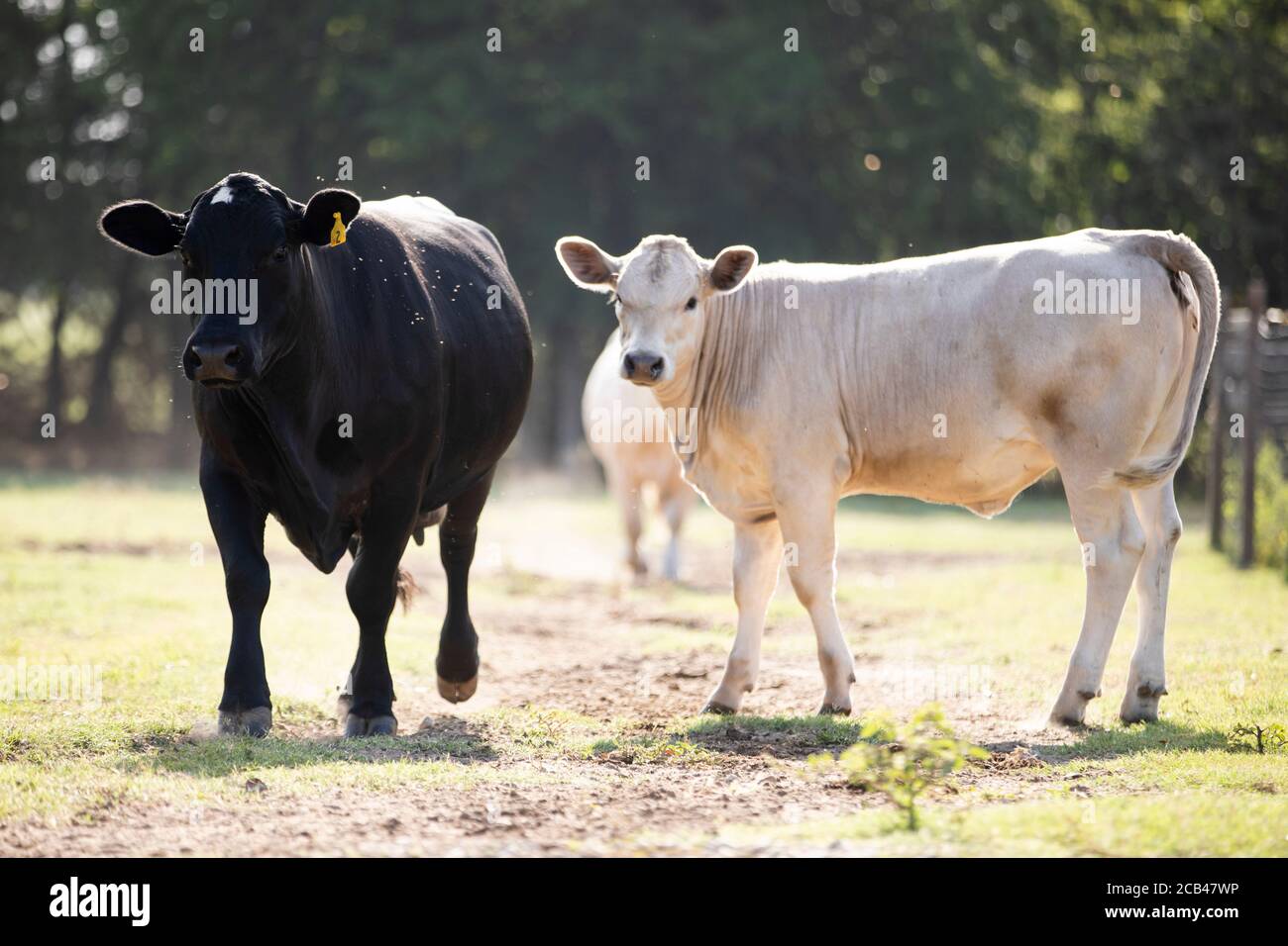 Hen cow farm hi-res stock photography and images - Alamy