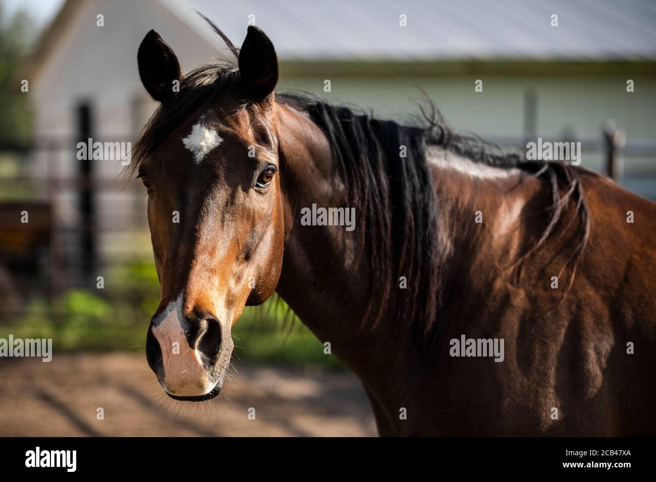 Various farm animals such as pigs, horses, and cows on a farm in Texas ...