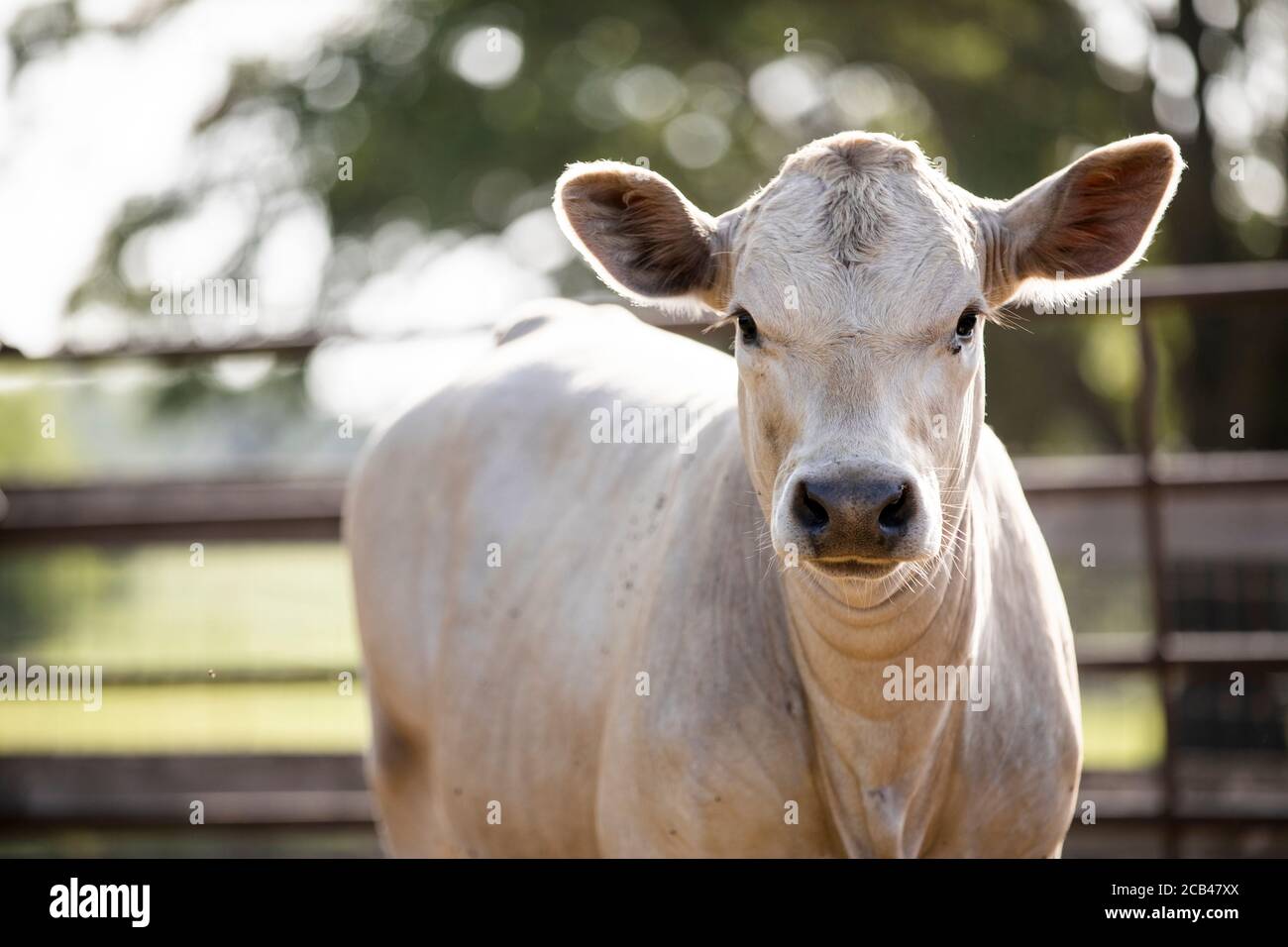 Various farm animals such as pigs, horses, and cows on a farm in Texas ...