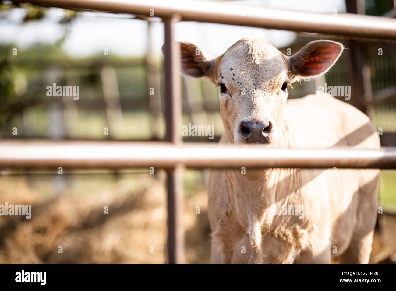 Various farm animals such as pigs, horses, and cows on a farm in Texas ...