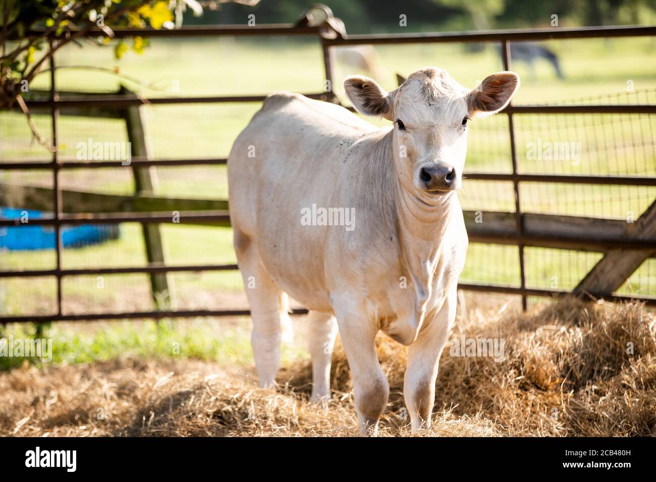 Hen cow farm hi-res stock photography and images - Alamy
