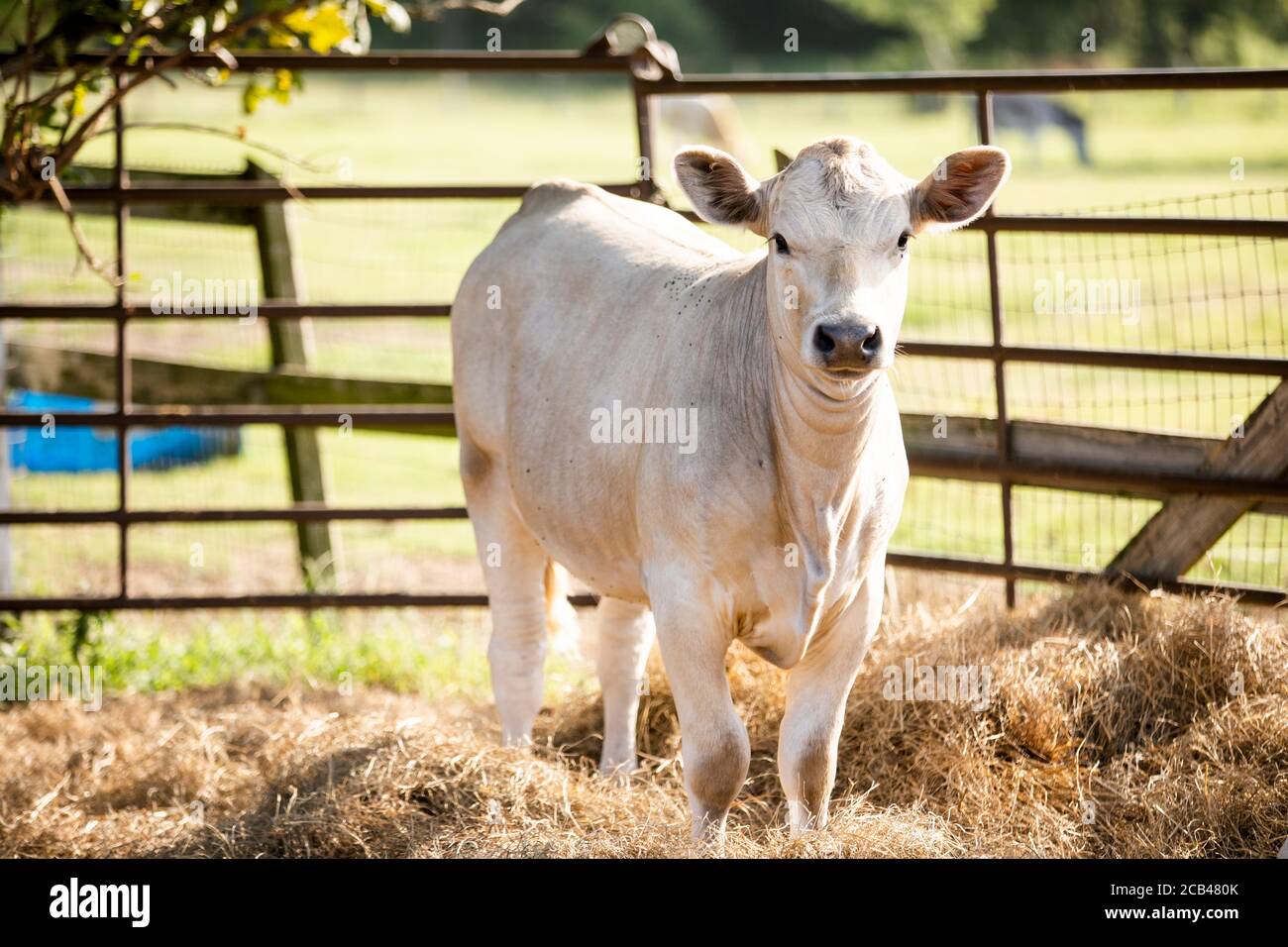 Various farm animals such as pigs, horses, and cows on a farm in Texas ...