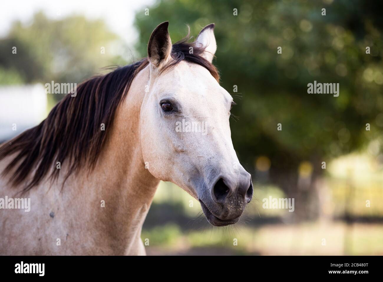 Various farm animals such as pigs, horses, and cows on a farm in Texas ...