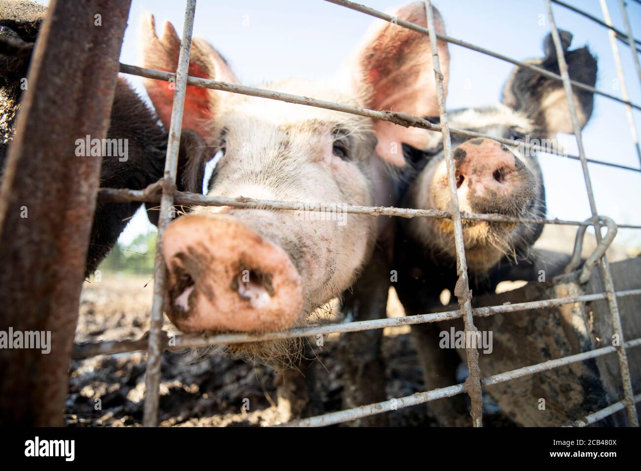 On a farm pigs cows hi-res stock photography and images - Alamy