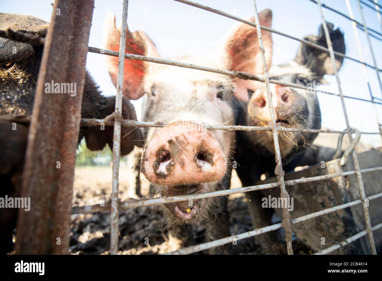 Farm animals chicken pig hi-res stock photography and images - Alamy