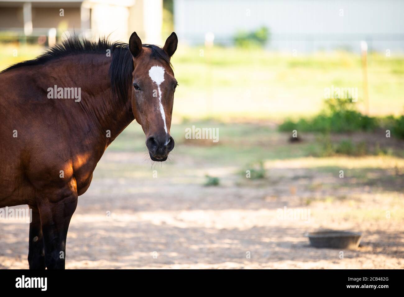 Various farm animals such as pigs, horses, and cows on a farm in Texas ...