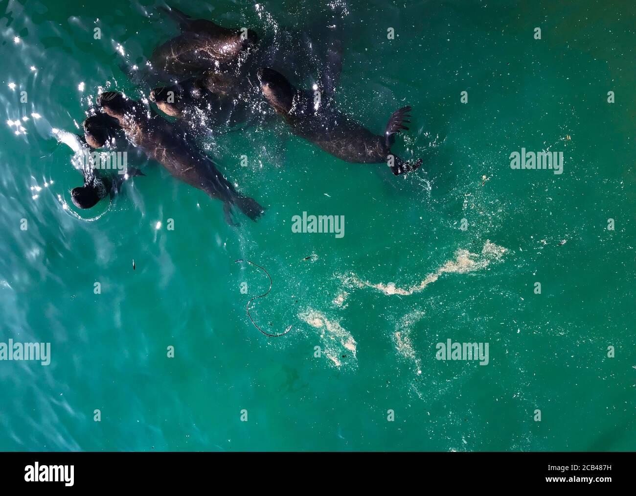 Vertical shot of seals swimming in the Pacific Ocean in Valparaiso ...