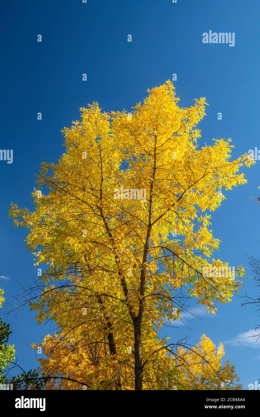 Autumn colour in a green ash tree among the cottonwoods, Writing on ...