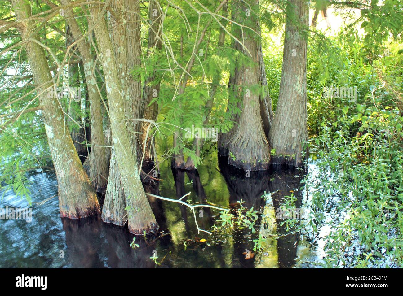Bald Cyprus trees growing on a lake shore Stock Photo - Alamy