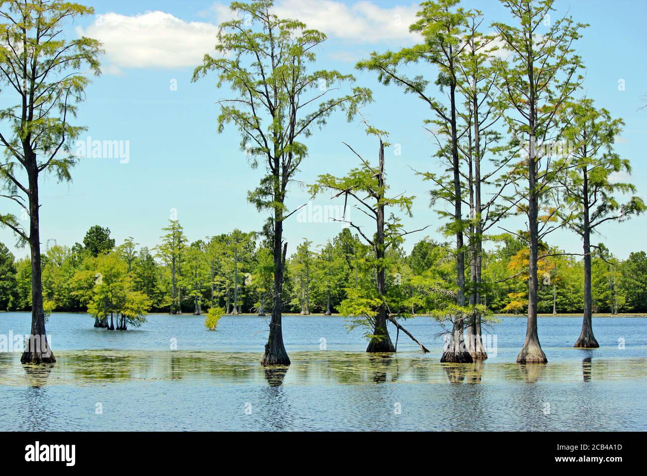 Bald cyprus forest hi-res stock photography and images - Alamy