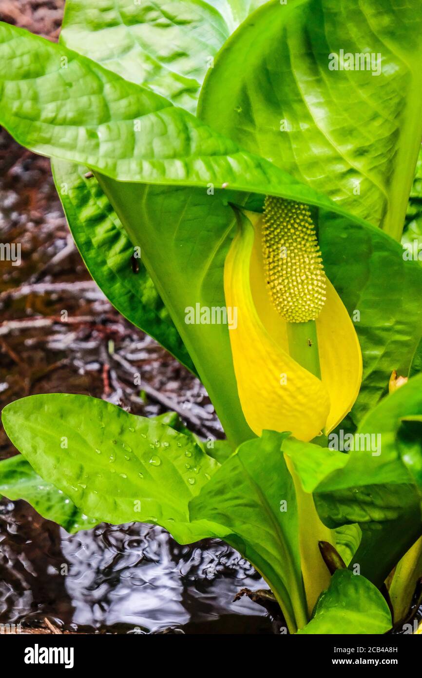 Close up view of western skunk cabbages in wet woods area Stock Photo ...