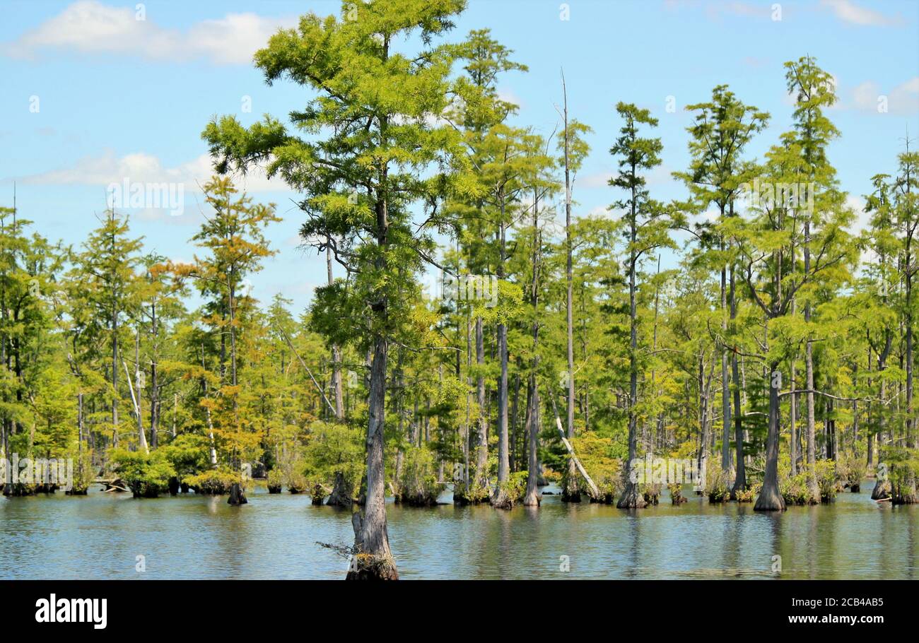 Bald cyprus tree hi-res stock photography and images - Alamy