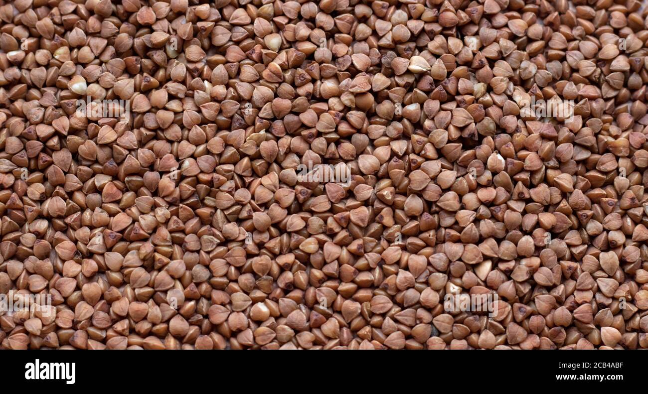 buckwheat. fresh buckwheat. dry buckwheat background. buckwheat texture ...