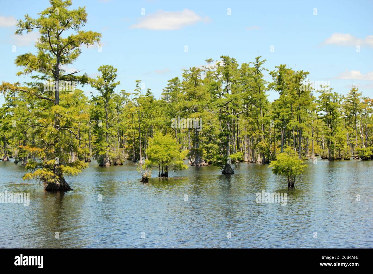 Cypress tree lake hi-res stock photography and images - Alamy