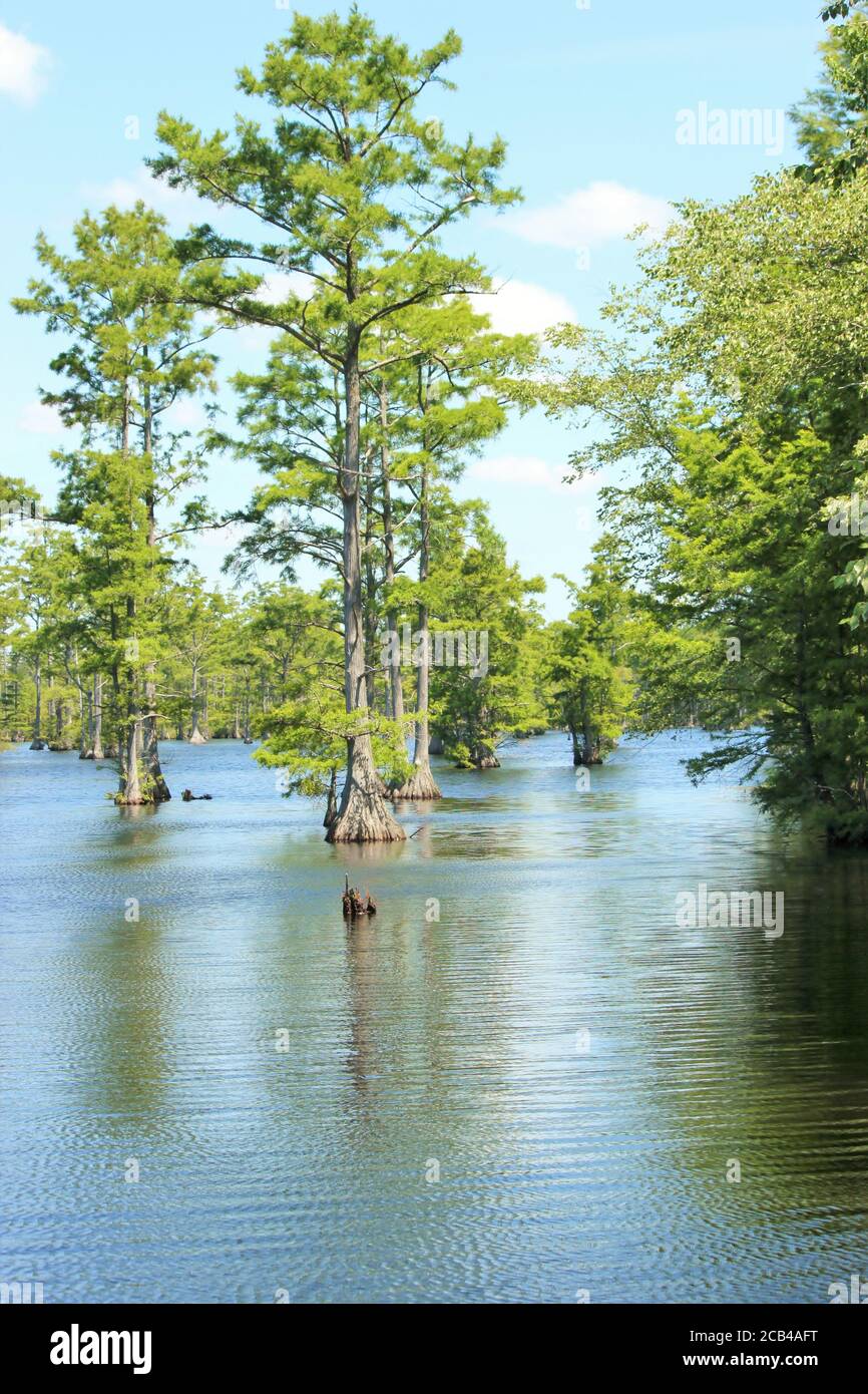 Bald cyprus tree hi-res stock photography and images - Alamy