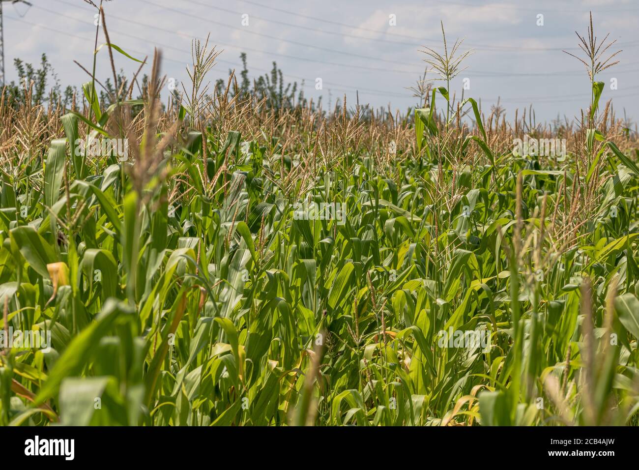 Sun lights over a green corn field growing, detail of green corn on ...