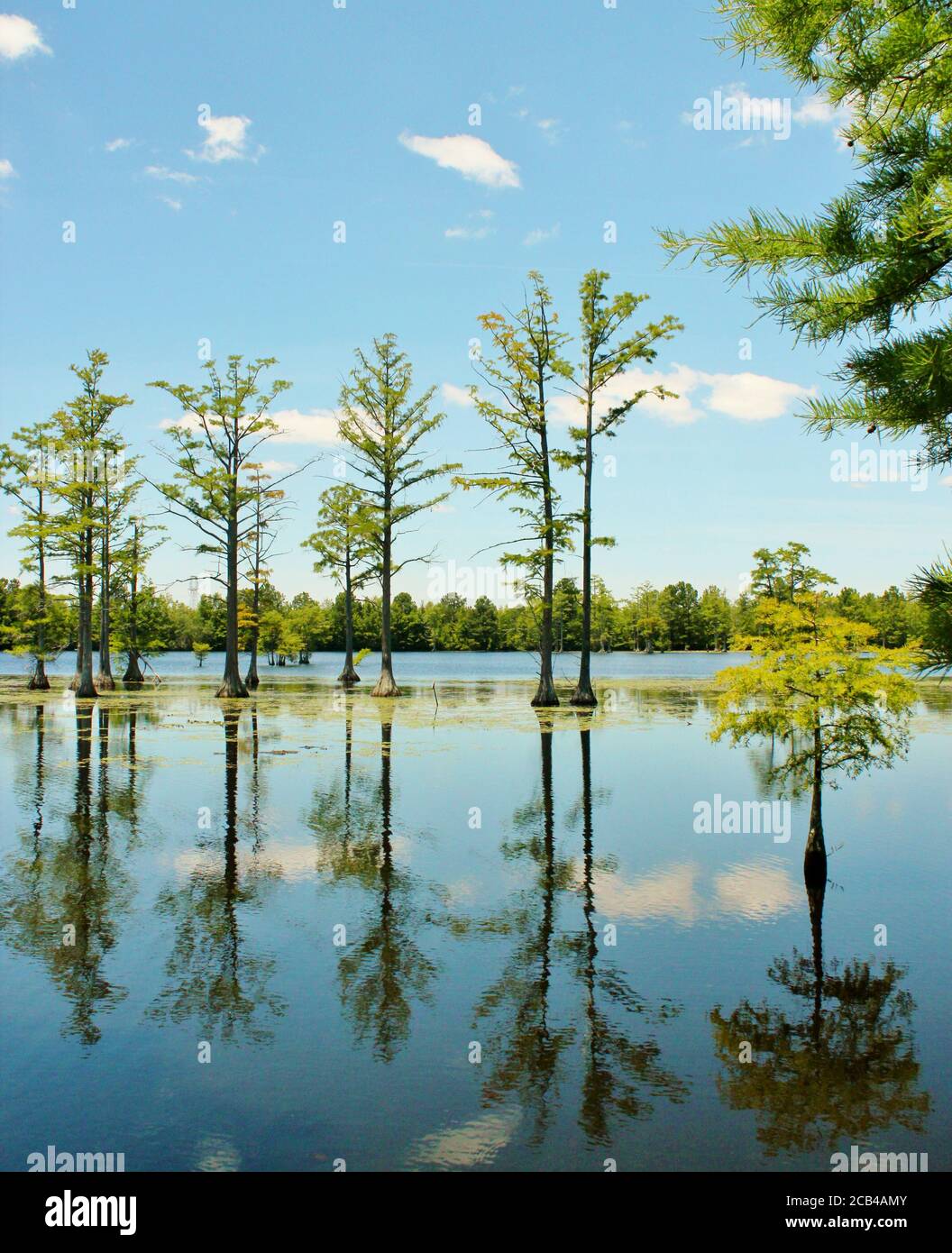 Bald cyprus tree hi-res stock photography and images - Alamy