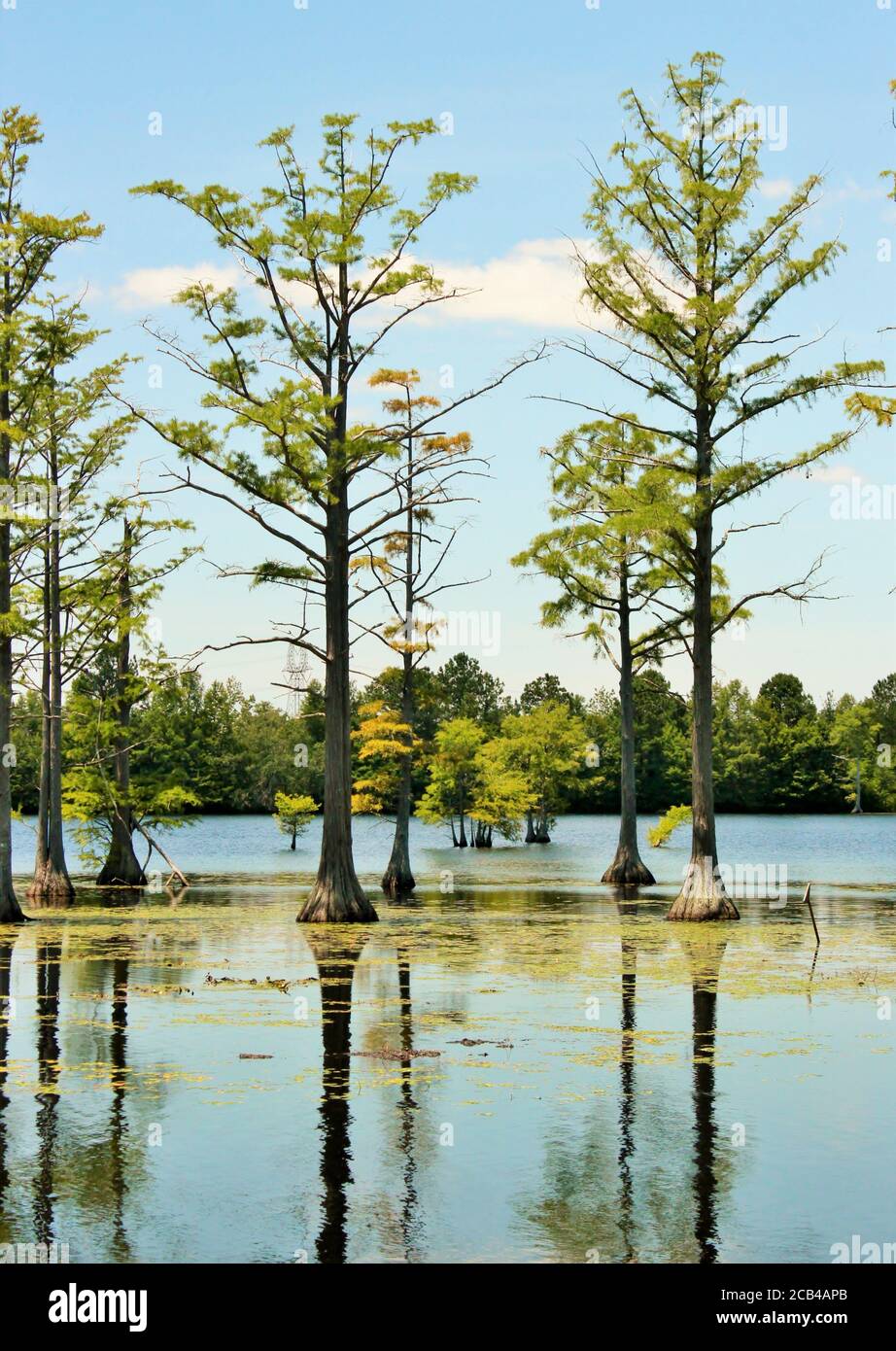 Bald Cyprus trees growing on a lake shore Stock Photo - Alamy