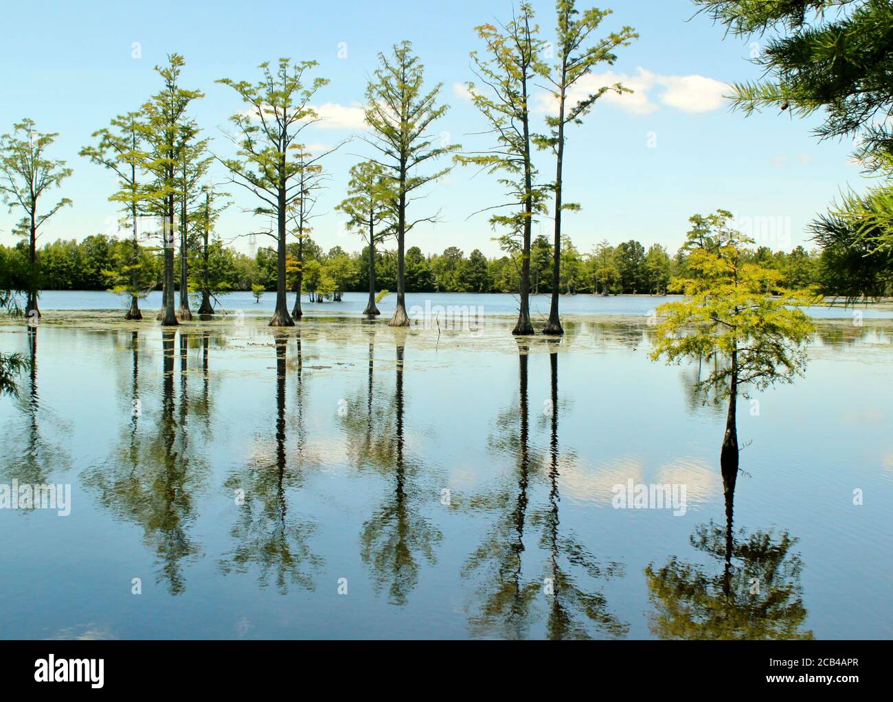 Cypress tree lake hi-res stock photography and images - Alamy
