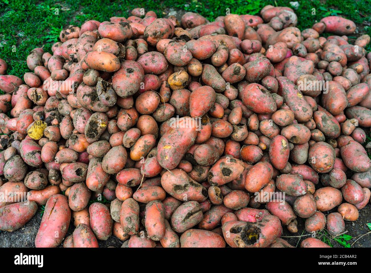 Fresh organic and dirty potatoes. Close up of harvested drought damaged ...