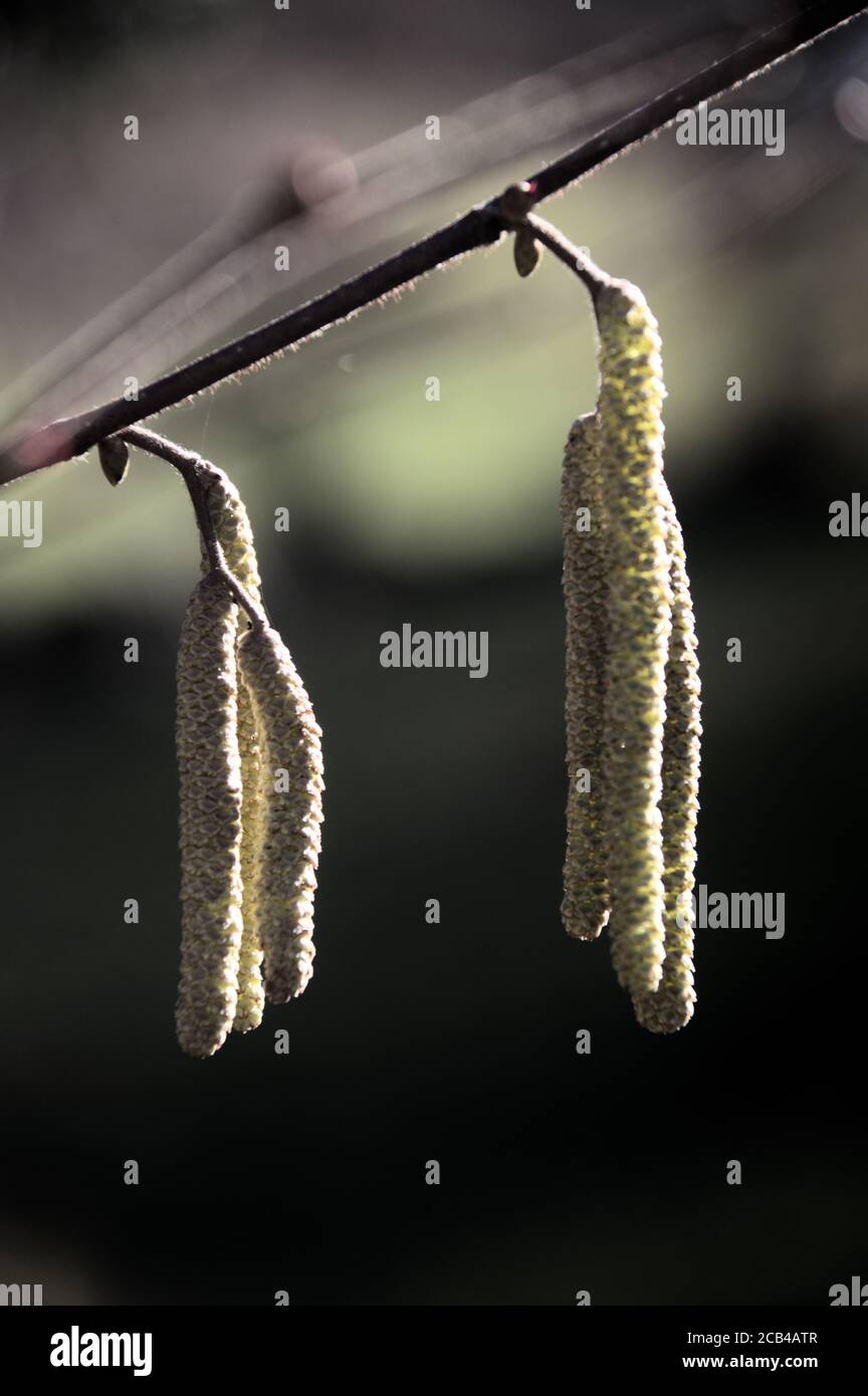 Corylus sp hi-res stock photography and images - Alamy