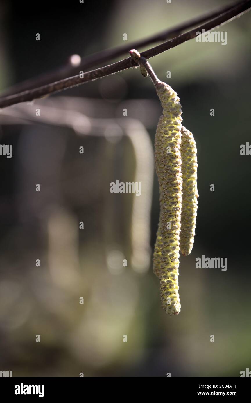 Corylus sp hi-res stock photography and images - Alamy