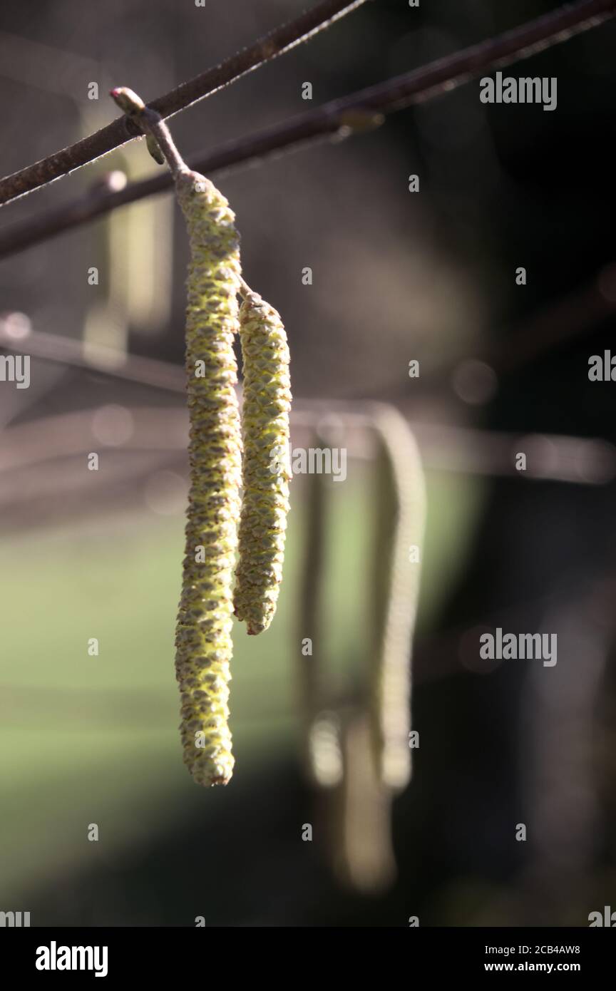 Corylus sp hi-res stock photography and images - Alamy