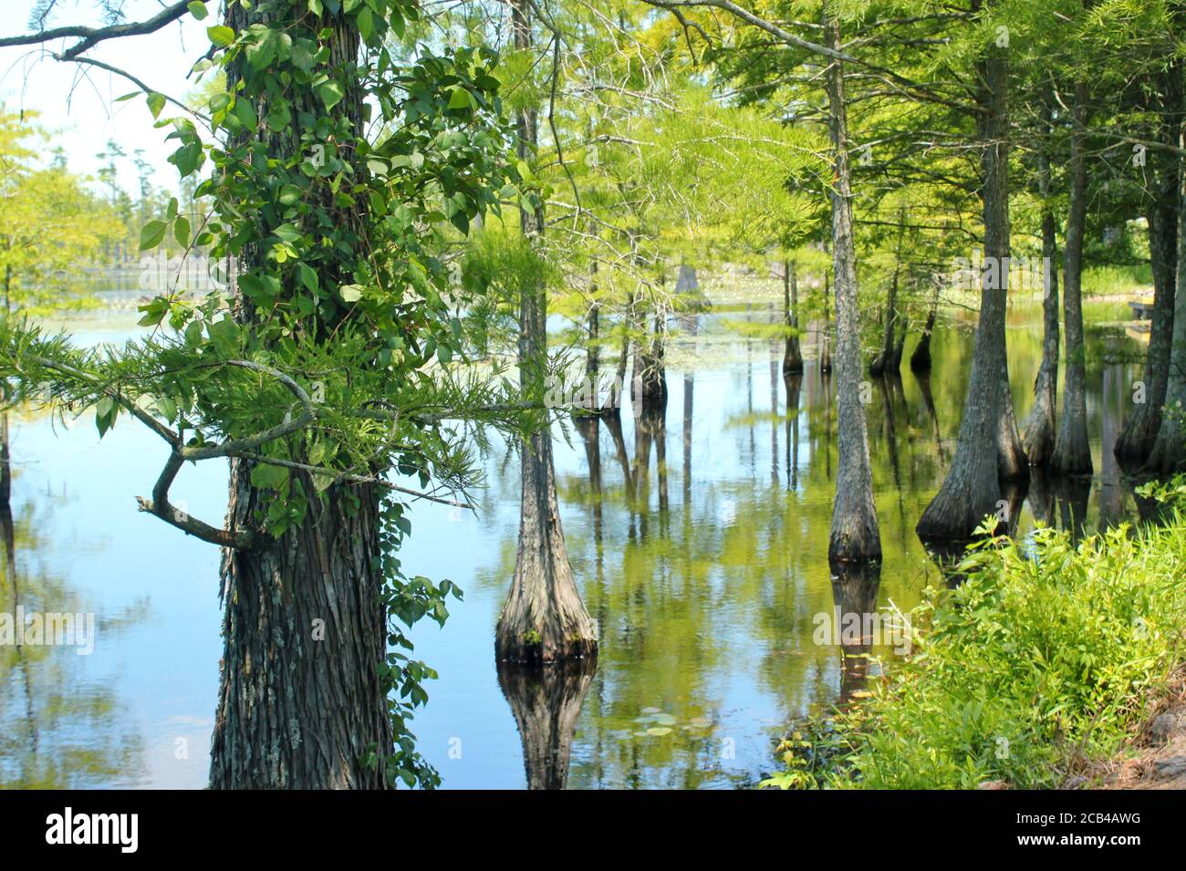 Cypress tree lake hi-res stock photography and images - Alamy