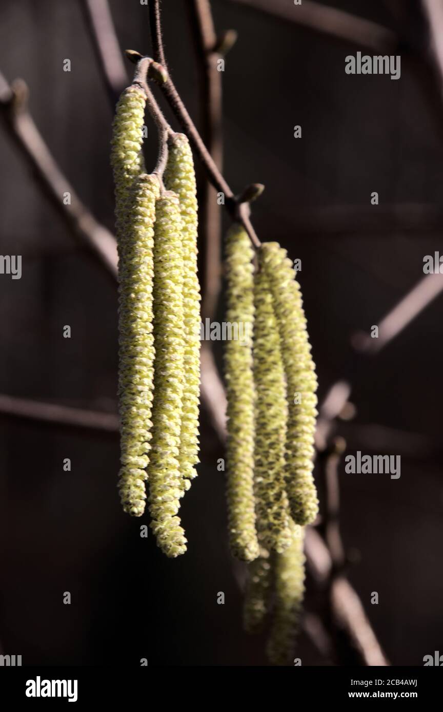 Corylus sp hi-res stock photography and images - Alamy
