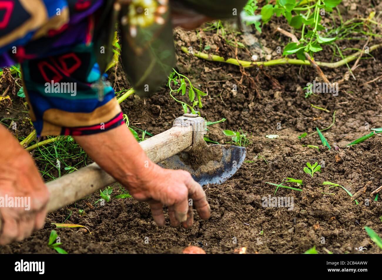 Harvesting and digging potatoes with hoe and hand in garden. Digging ...